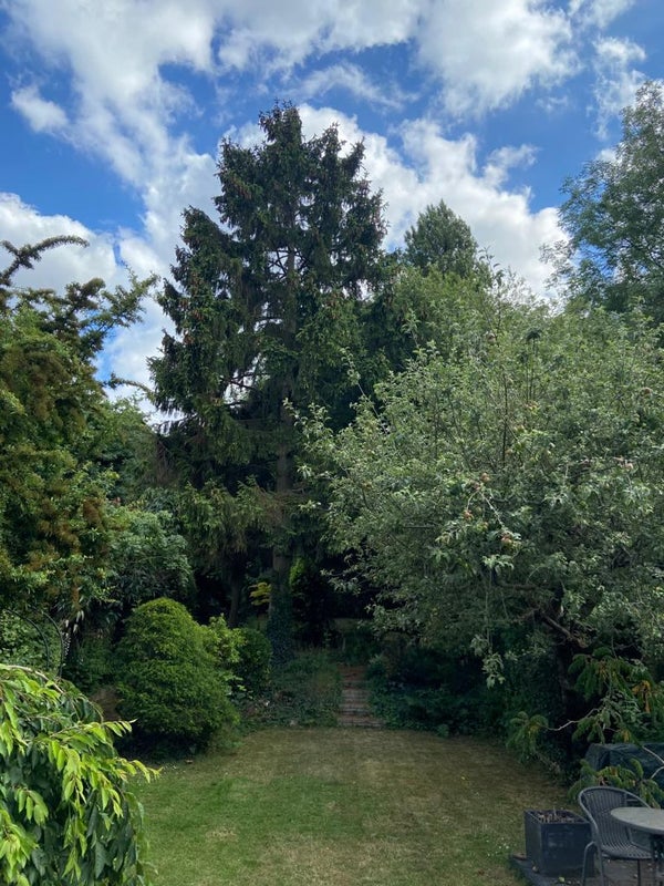 3 Rooms In Large 4 Bed House Alexandra Palace Room To Rent From SpareRoom 3-rooms-in-large-4-bed-house-alexandra-palace-room-to-rent-from-spareroom