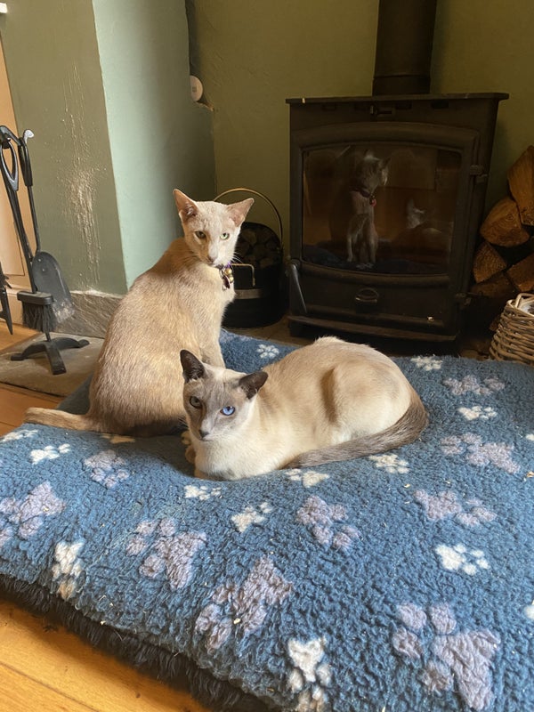 'Cosy house in quiet location for Cat lover . ' Room to Rent from SpareRoom